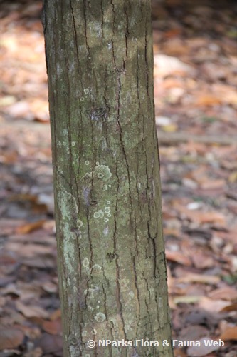 NParks | Hopea nutans