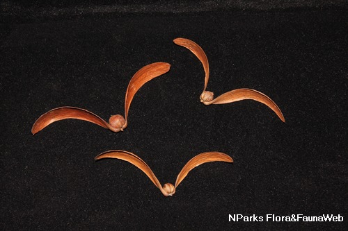 NParks | Hopea hainanensis