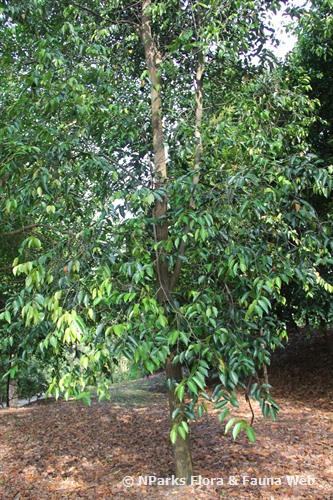 NParks | Hopea nutans