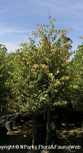 NParks | Hopea pubescens