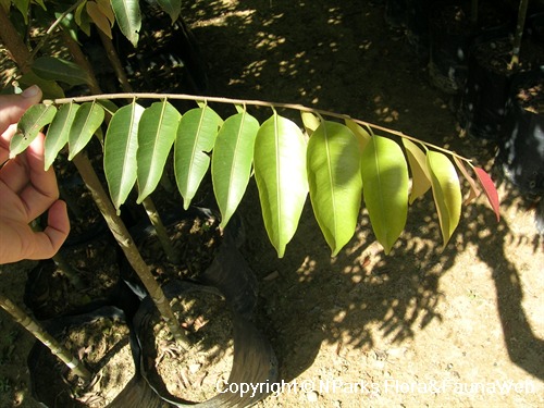 NParks | Hopea hainanensis