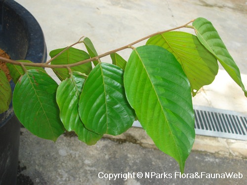 NParks | Hopea coriacea