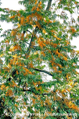 NParks | Horsfieldia irya