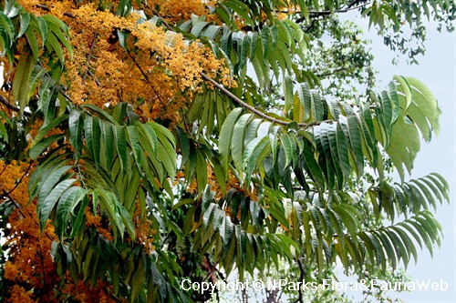 NParks | Horsfieldia irya
