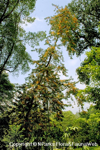 NParks | Horsfieldia irya