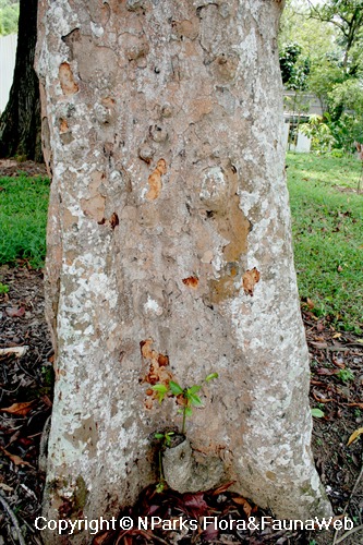 NParks | Horsfieldia irya