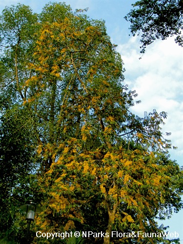 NParks | Horsfieldia irya