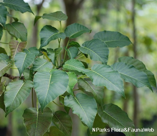 NParks | Hura crepitans