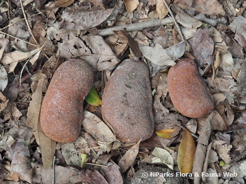NParks | Hymenaea courbaril