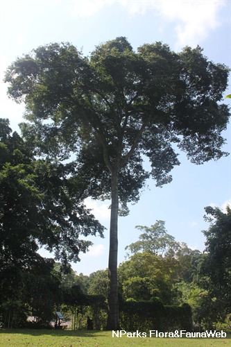 NParks | Hymenaea courbaril