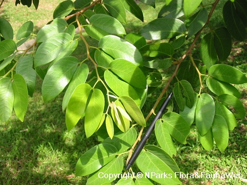 NParks | Hymenaea courbaril