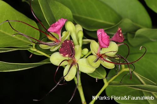 NParks | Intsia bijuga