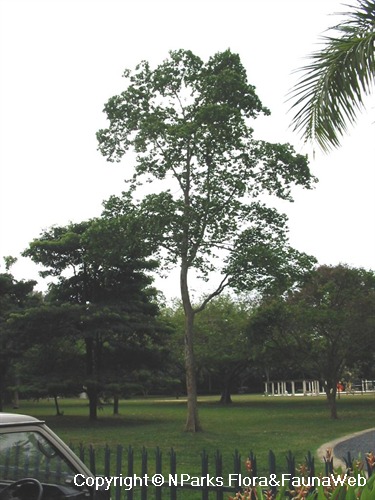 NParks | Intsia bijuga