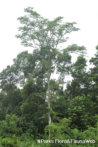 NParks | Intsia bijuga