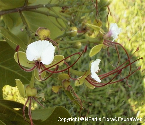 NParks | Intsia bijuga