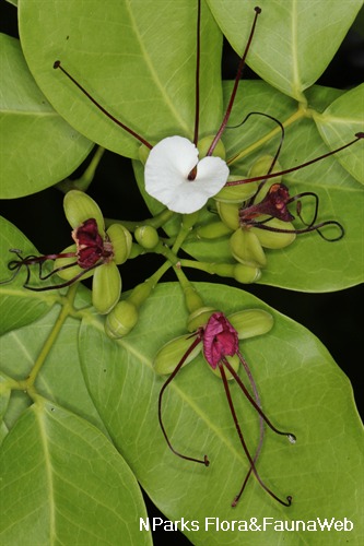 NParks | Intsia bijuga