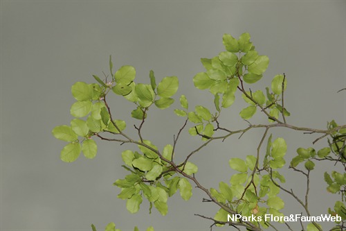 NParks | Intsia bijuga