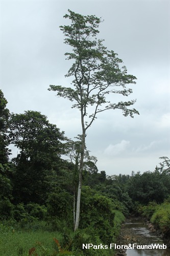 NParks | Intsia bijuga