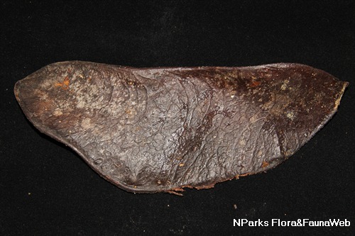 NParks | Intsia palembanica