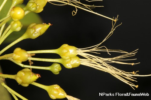 NParks | Ixonanthes icosandra