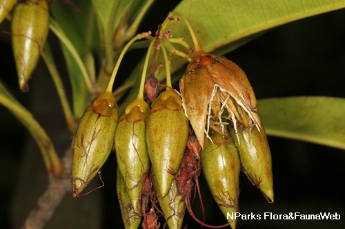 NParks | Ixonanthes icosandra