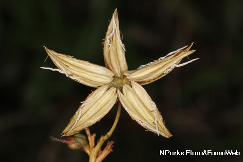 NParks | Ixonanthes icosandra