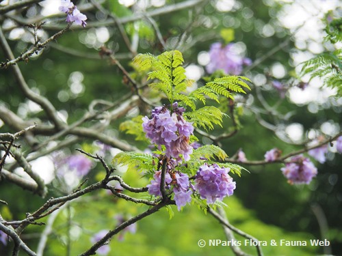NParks | Jacaranda obtusifolia