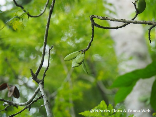 NParks | Jacaranda obtusifolia