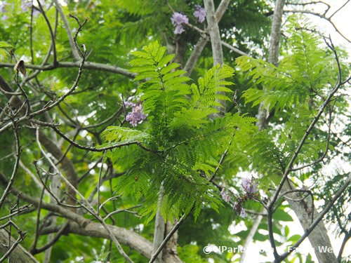 NParks | Jacaranda obtusifolia