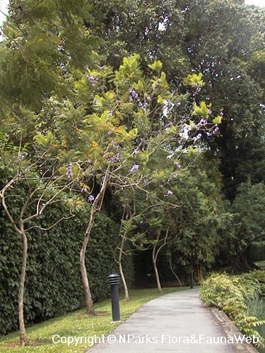 NParks | Jacaranda obtusifolia