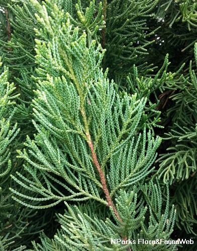Juniperus Chinensis Perfecta