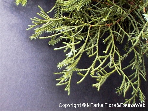 NParks | Juniperus chinensis