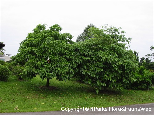 NParks | Kailarsenia