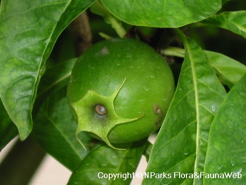 NParks | Kailarsenia