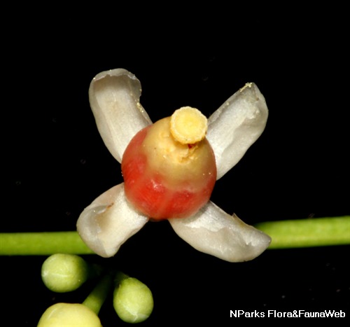 National Flower Of Senegal | Best Flower Site