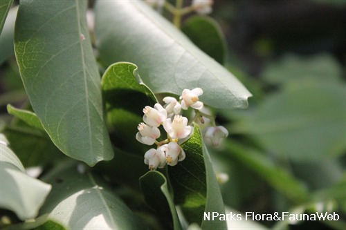 National Animal Or Flower Of Senegal | Best Flower Site
