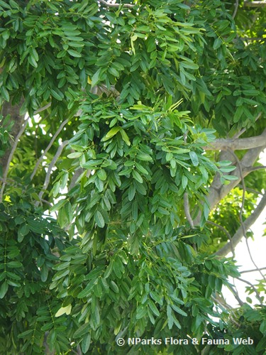 NParks | Khaya senegalensis