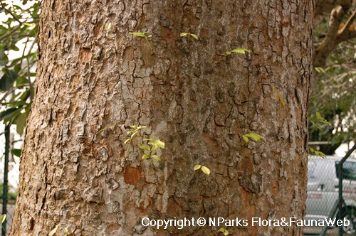 NParks | Khaya senegalensis