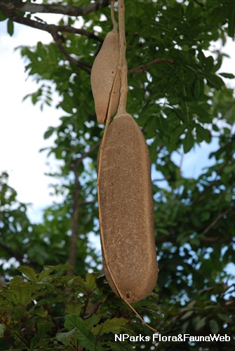 NParks | Kigelia africana