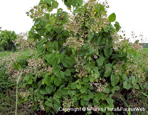 NParks | Kleinhovia hospita