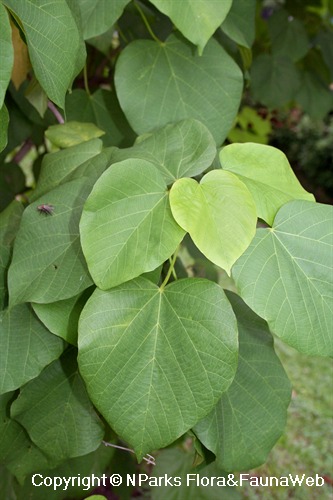 NParks | Kleinhovia hospita