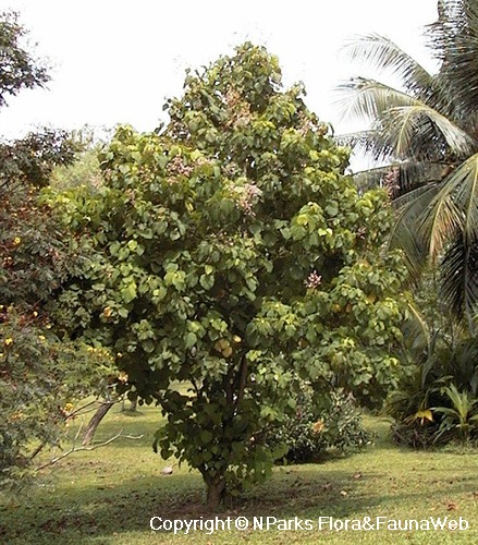 NParks | Kleinhovia hospita