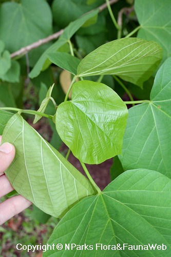 NParks | Kleinhovia hospita