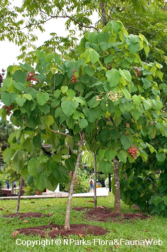 NParks | Kleinhovia hospita