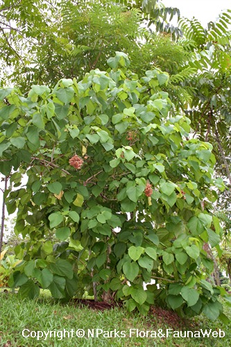 NParks | Kleinhovia hospita