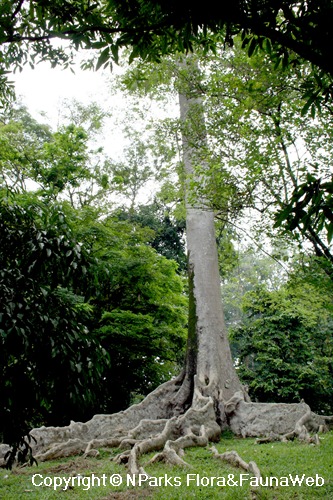 NParks | Koompassia excelsa