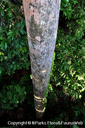 NParks | Koompassia excelsa