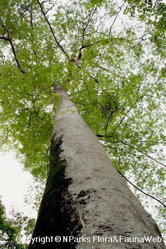 NParks | Koompassia excelsa