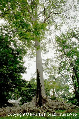 NParks | Koompassia excelsa