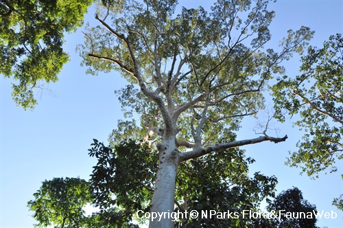 NParks | Koompassia excelsa